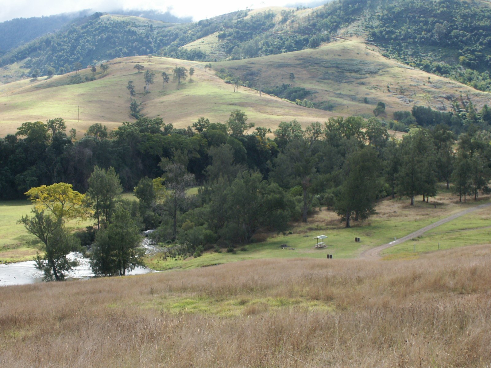 A free camp that the cows love as well: Bretti Reserve, NSW - Camps ...