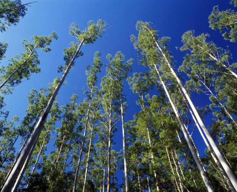 8 reasons to plan camping at State Forests in New South Wales - Camps ...