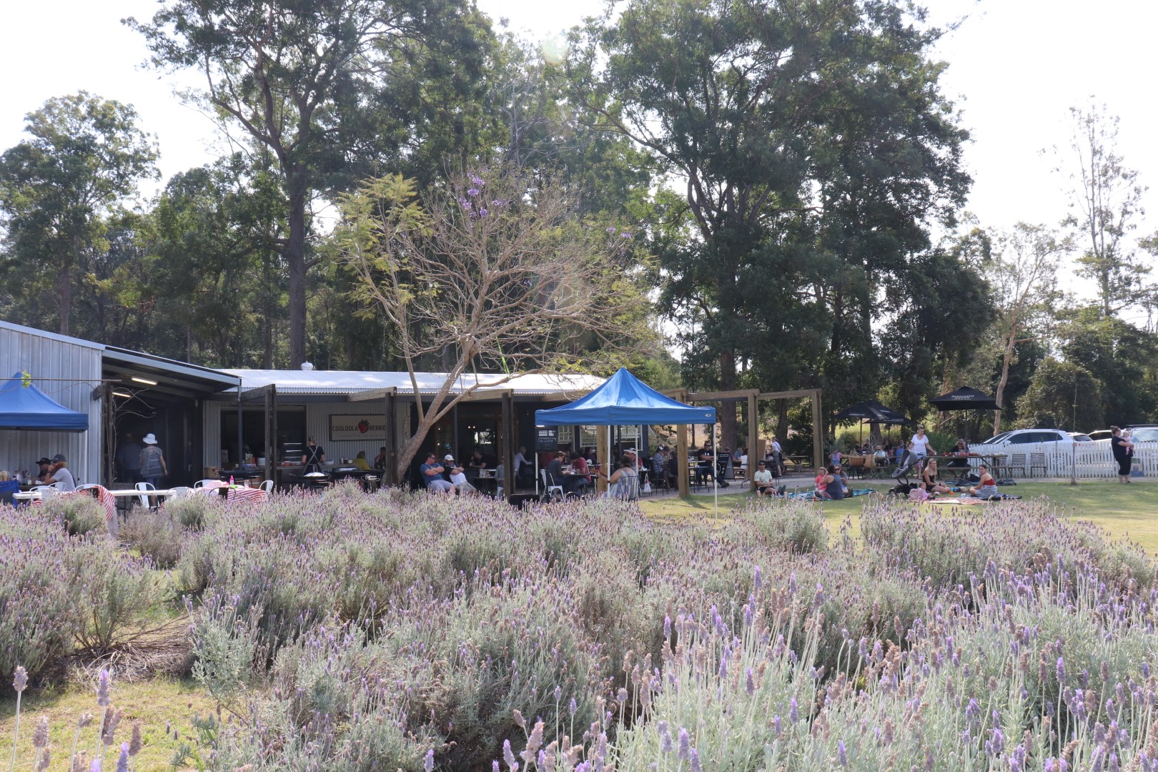 Days Out: Cooloola Berries - Camps Australia Wide