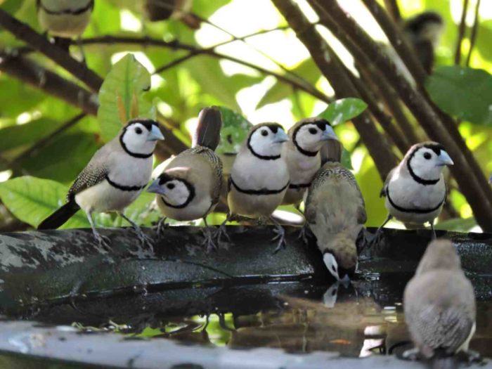 Visit Ellenbrae Station, Western Australia - Camps Australia Wide