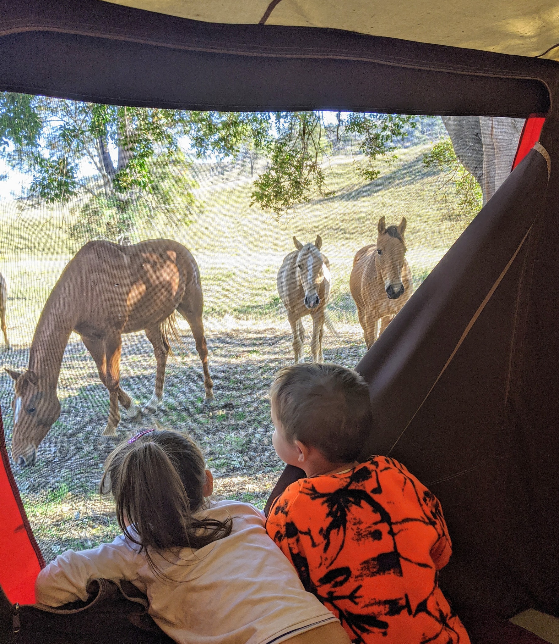 Ladybrook Farmstay, Scenic Rim, QLD - Camps Australia Wide