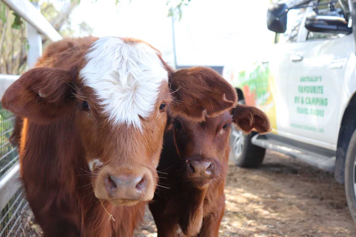 Camping 101: Campsites explained - Camps Australia Wide