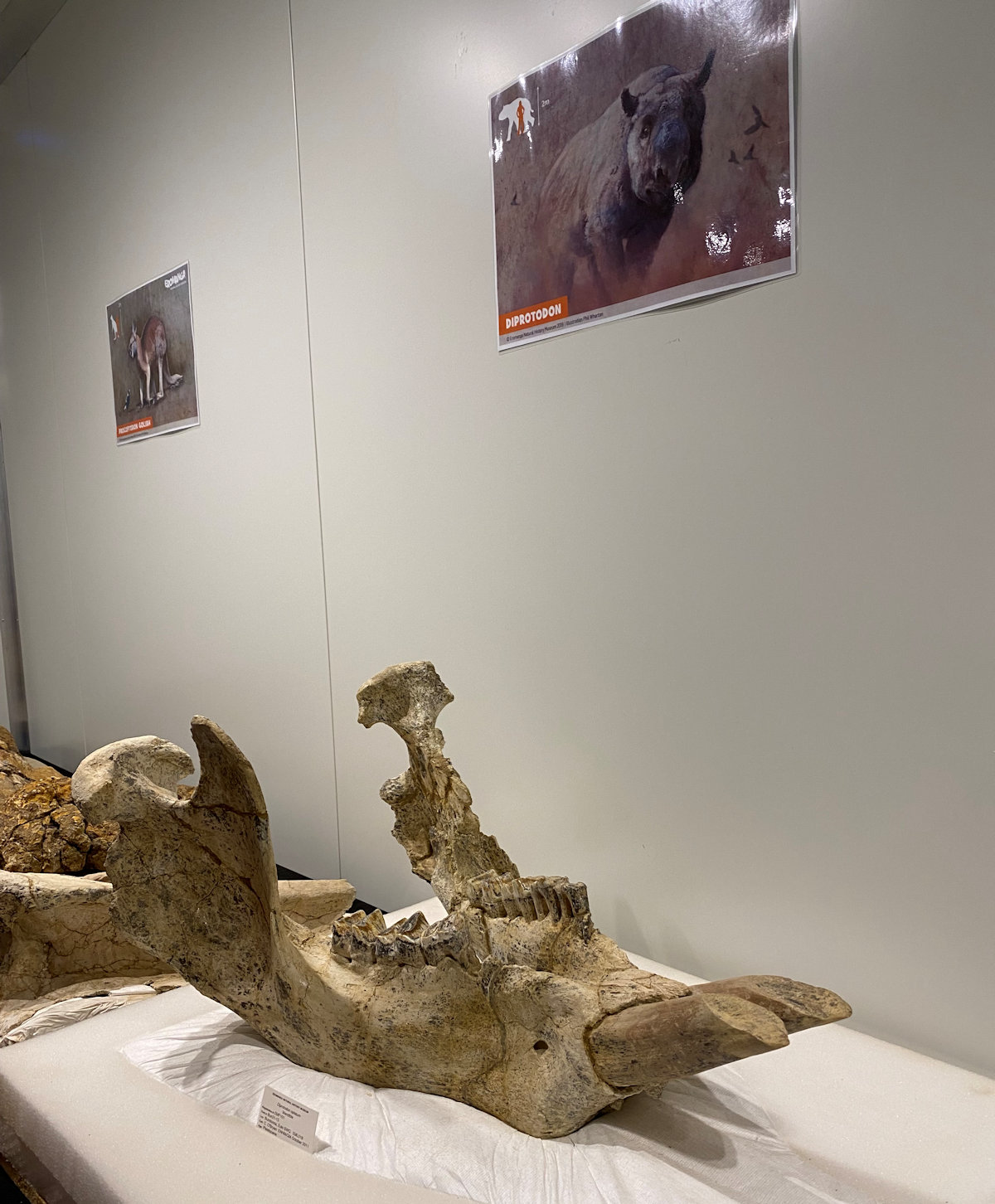 Must Do: Eromanga Natural History Museum, Queensland - Camps Australia Wide
