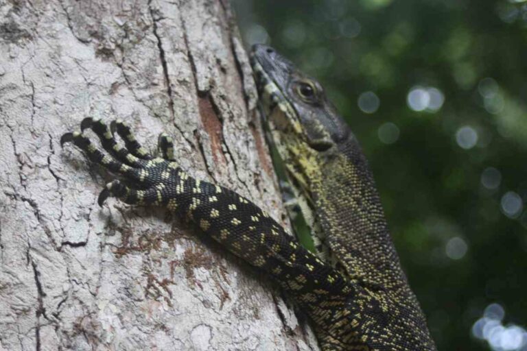 Poona Lake is a hidden wonder in Rainbow Beach, Queensland - Camps ...