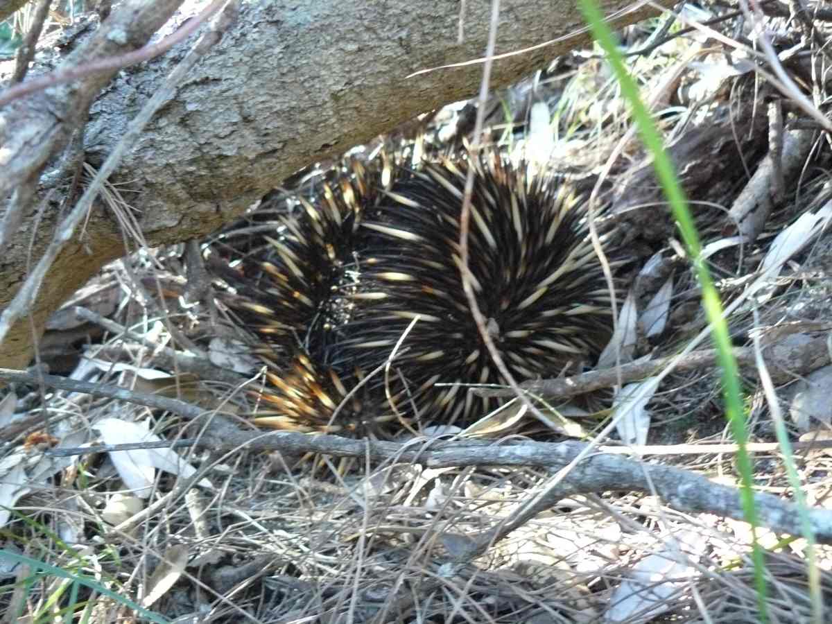 2022 Best Beach #17: Lake Wabby, K'gari Fraser Island, Queensland - Camps Australia Wide