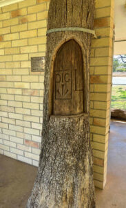 Definition: What is a Dig Tree? - Camps Australia Wide