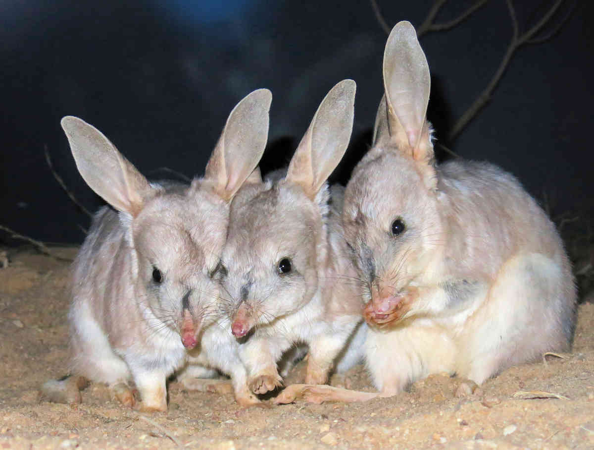 Better than an Easter Bunny - visit the Charleville Bilby Experience ...