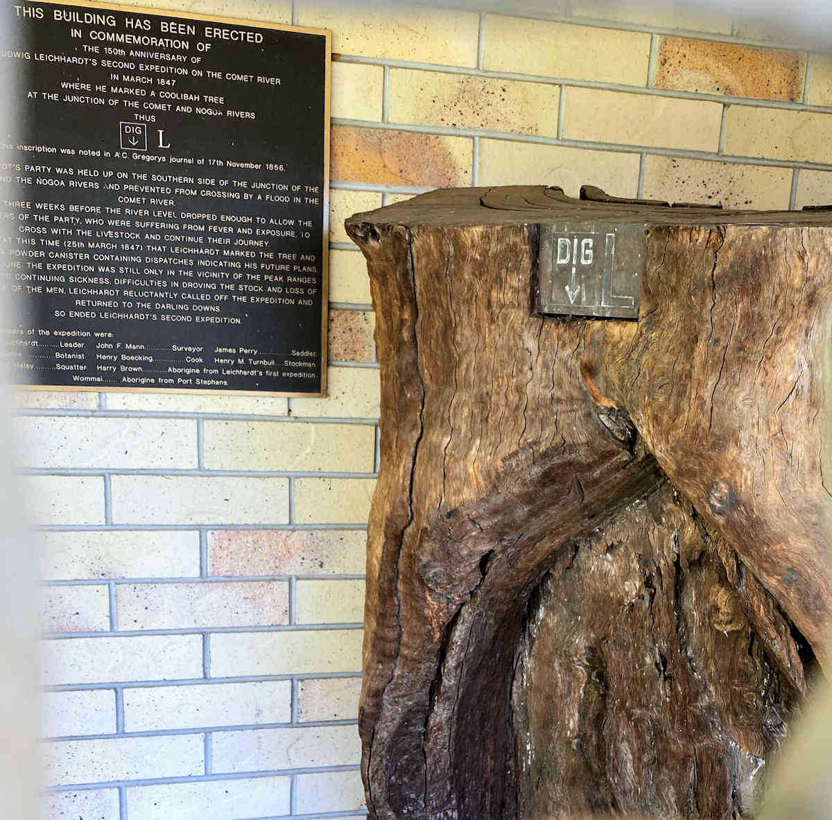 Definition: What is a Dig Tree? - Camps Australia Wide