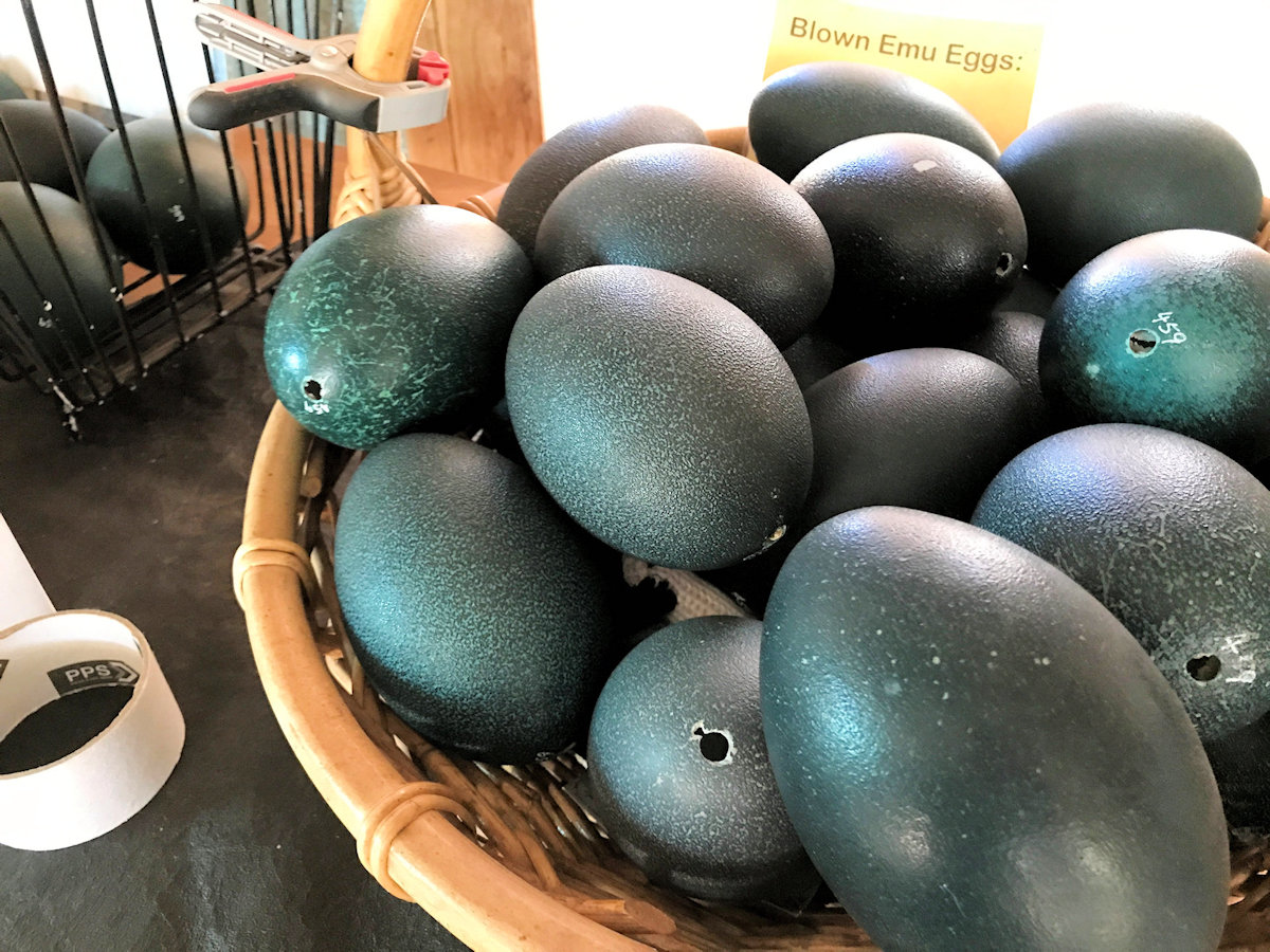 Visit an Emu Farm, near the Warrumbungles, New South Wales - Camps ...