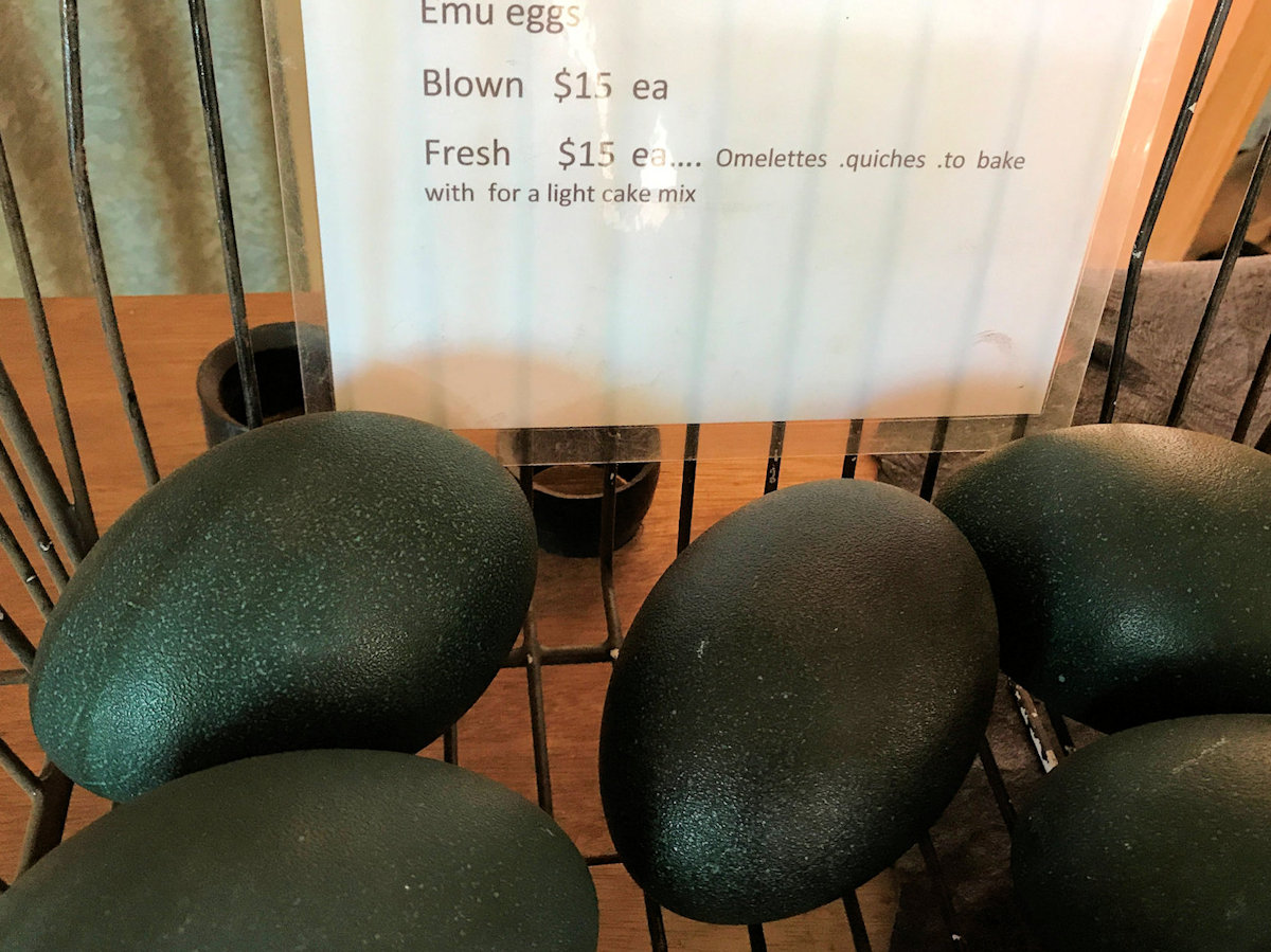 Visit an Emu Farm, near the Warrumbungles, New South Wales - Camps ...