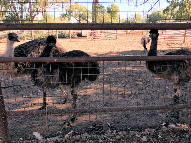 Visit an Emu Farm, near the Warrumbungles, New South Wales - Camps ...