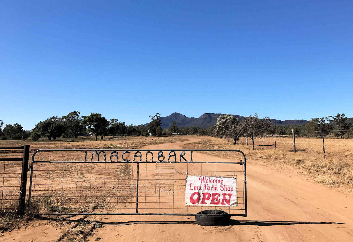 Visit an Emu Farm, near the Warrumbungles, New South Wales - Camps ...
