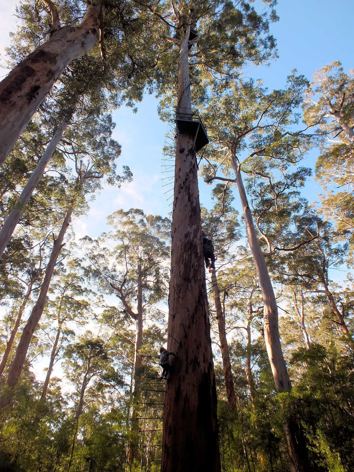 A Dad’s Guide: Top 10 things to do in Australia with kids before they ...