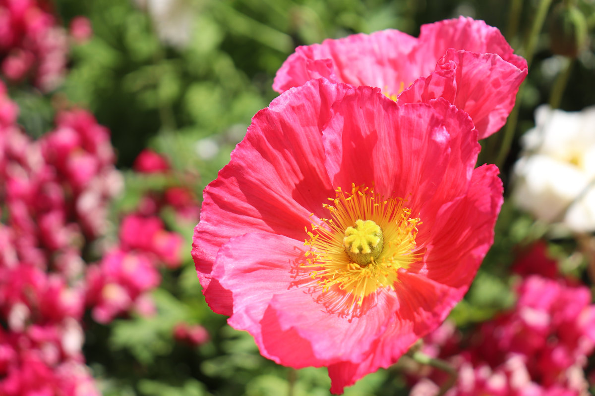 3 Amazing Flower Festivals for Spring - Camps Australia Wide