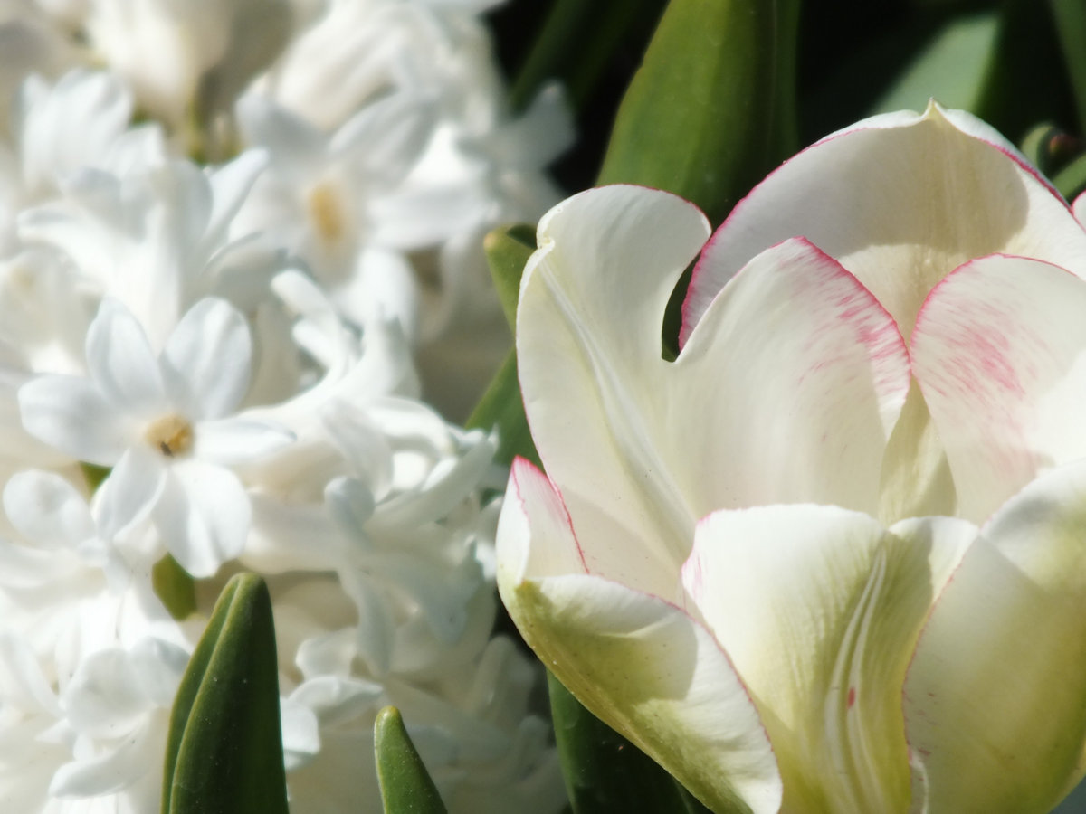 3 Amazing Flower Festivals for Spring - Camps Australia Wide