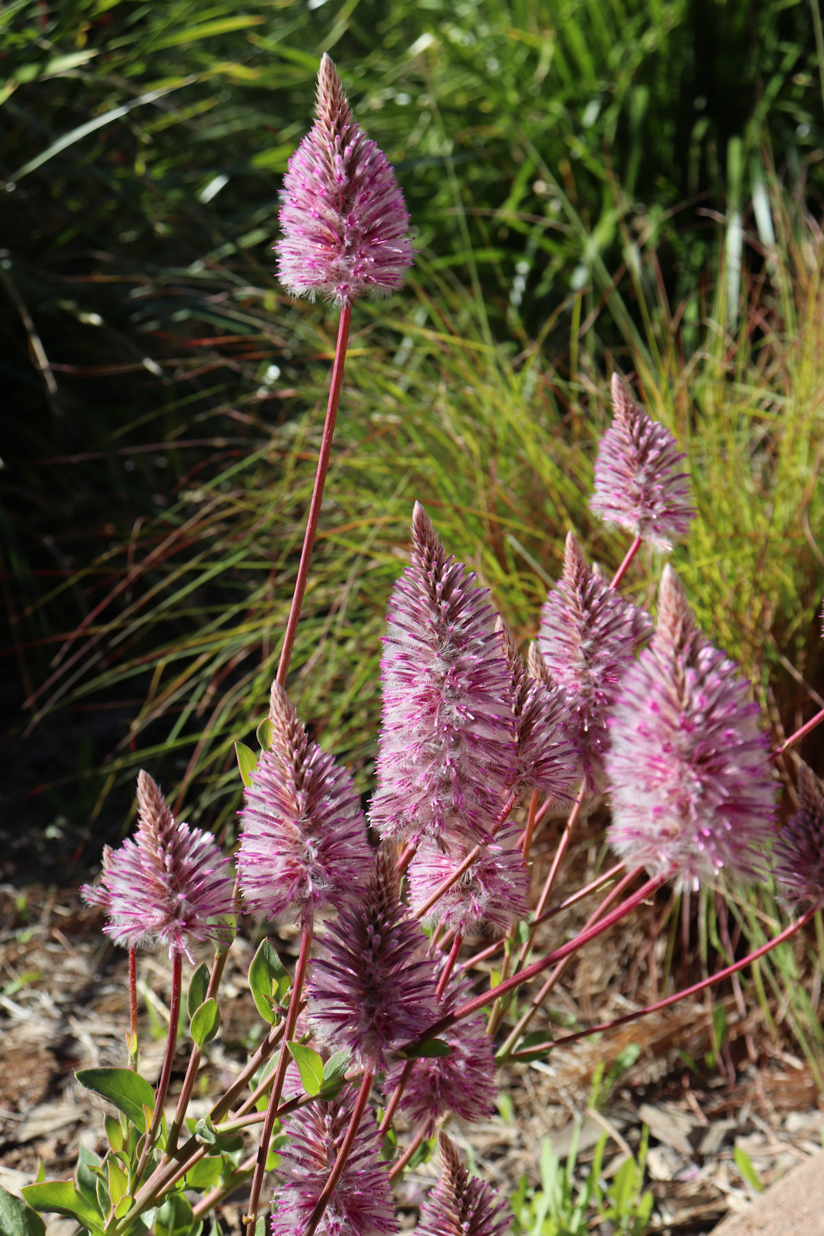 Why we love Winton, Queensland - must do attractions - Camps Australia Wide