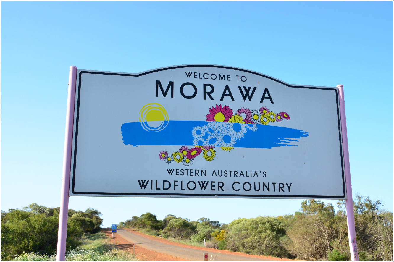 BEST places to see wildflowers in Western Australia - when to go and ...