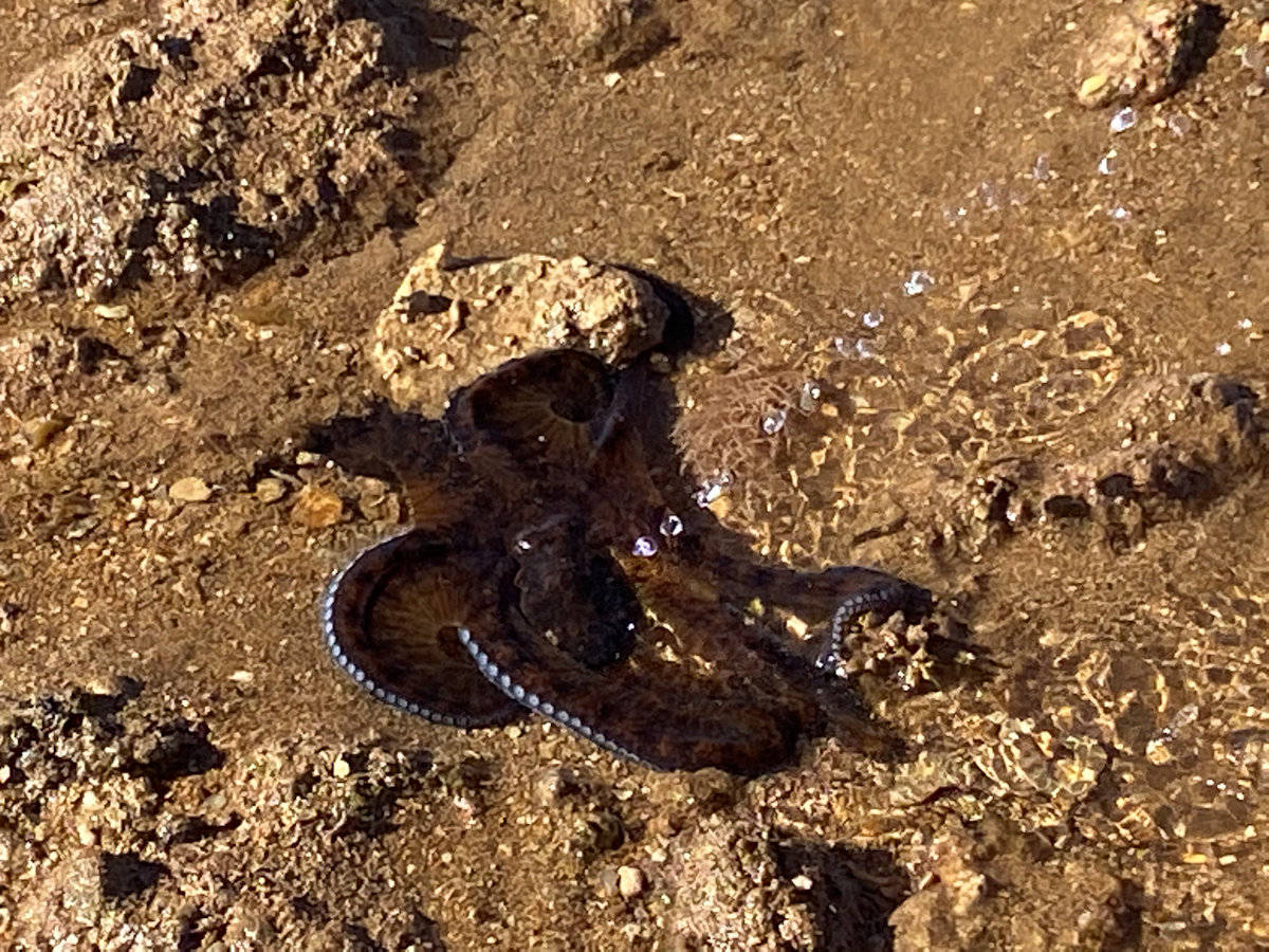 Online booking trial for Gnoorea Point (40 Mile) and Cleaverville Beach ...