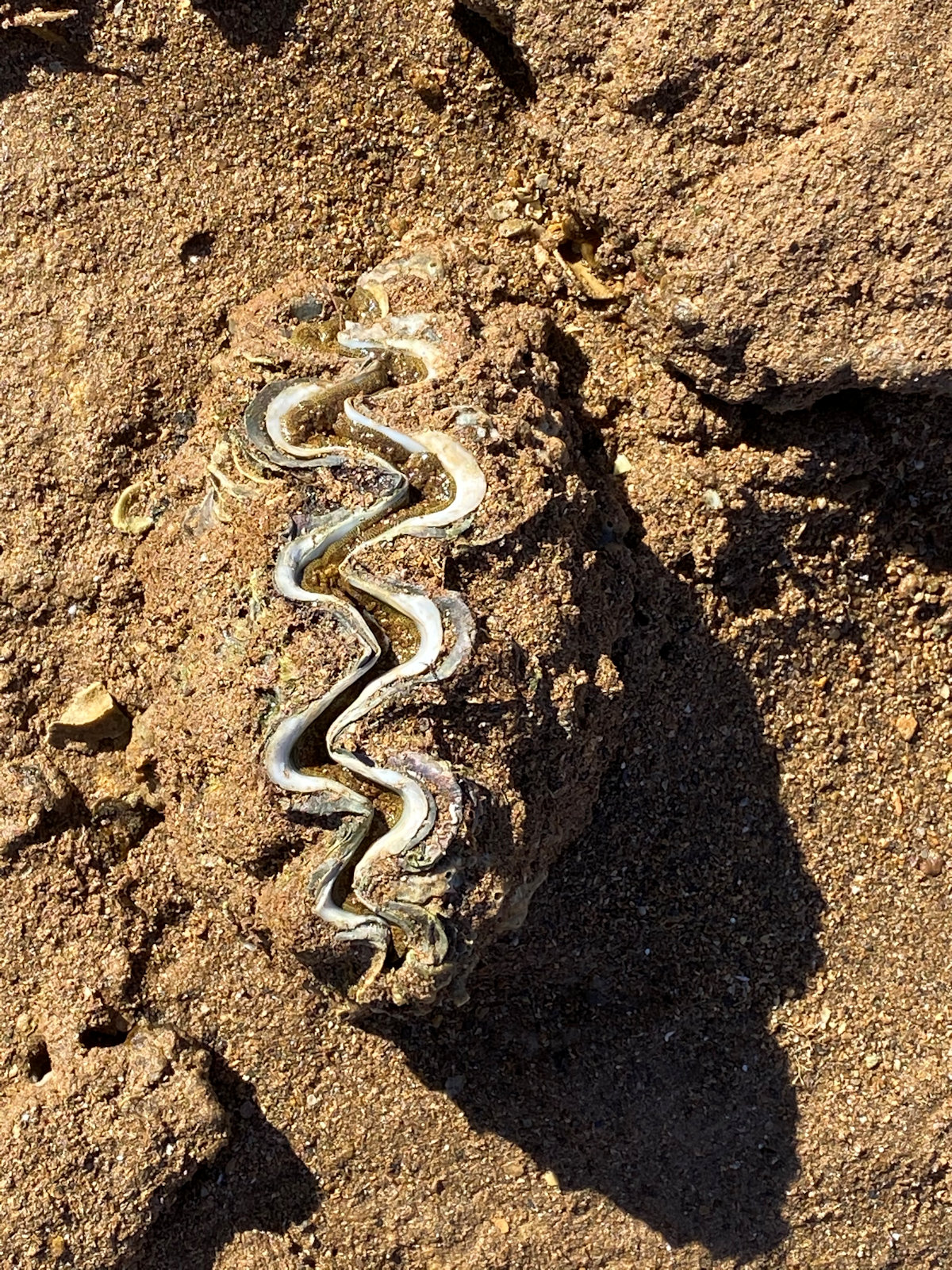 Online booking trial for Gnoorea Point (40 Mile) and Cleaverville Beach ...