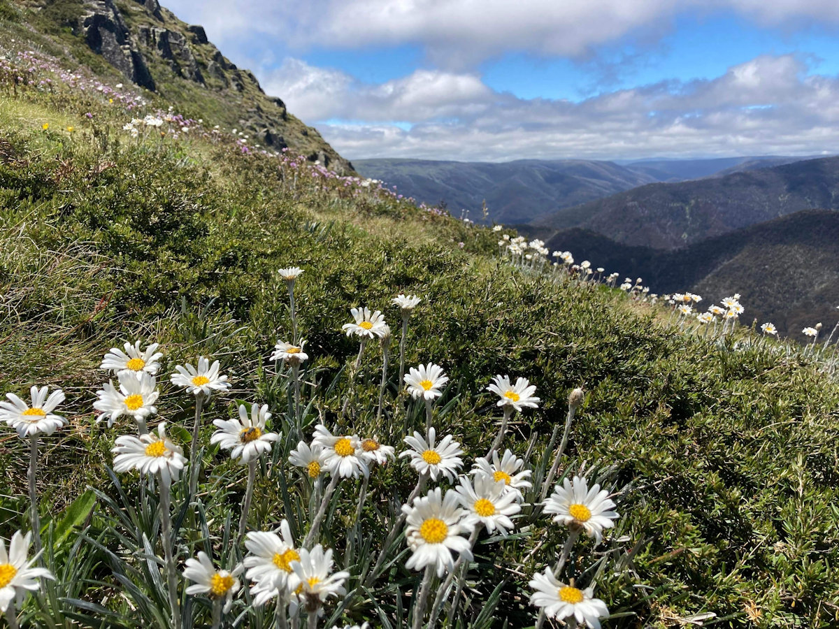 Mount Feathertop, Victoria: "one of the BEST walks in Australia ...