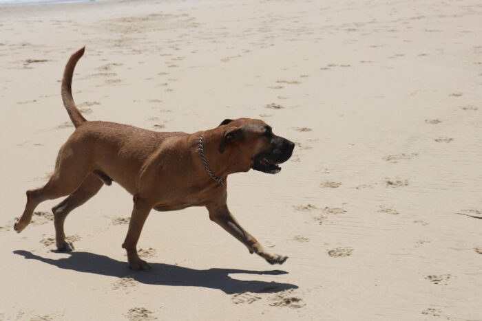 The BEST Queensland island for camping with your dog and more dog ...