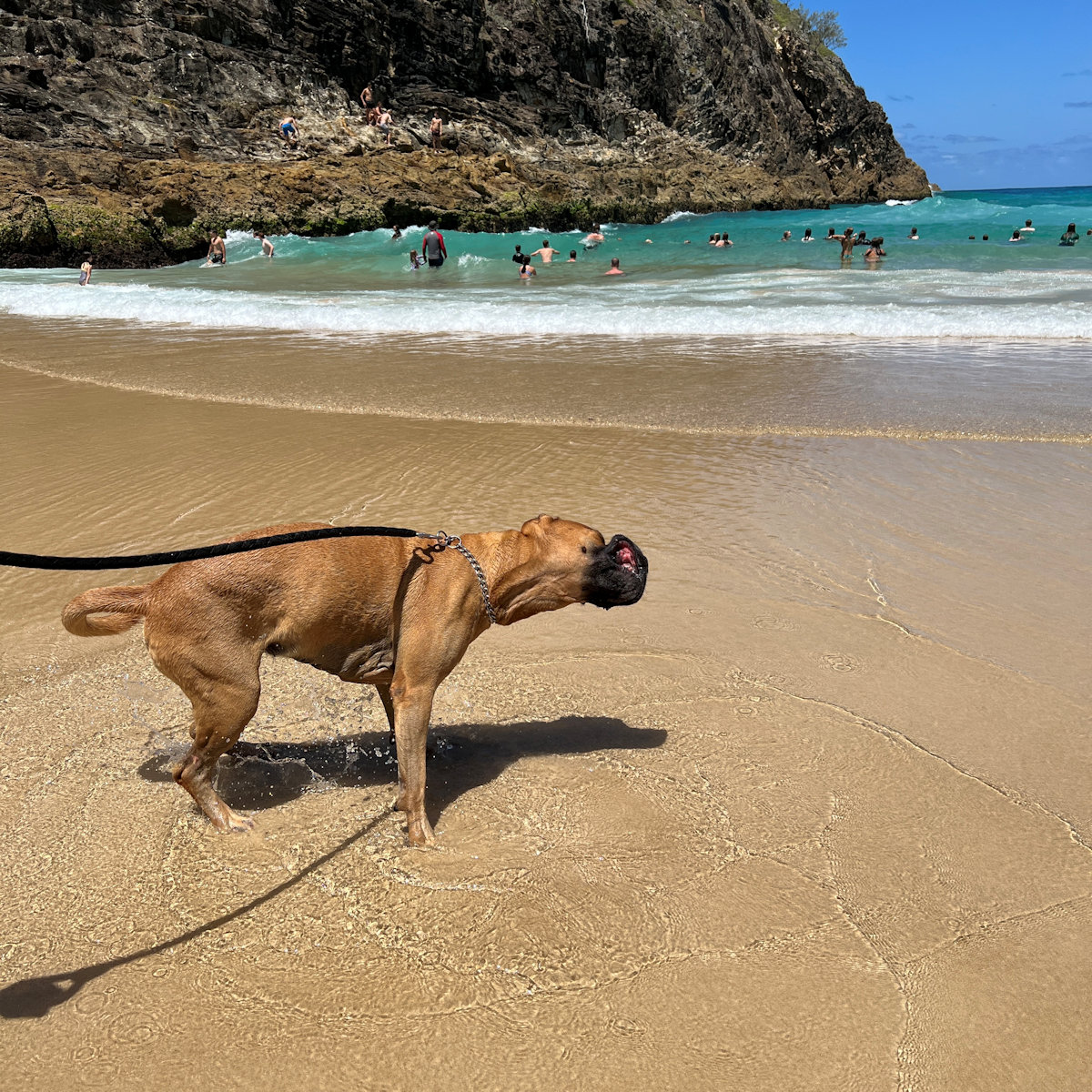 The BEST Queensland island for camping with your dog and more dog ...