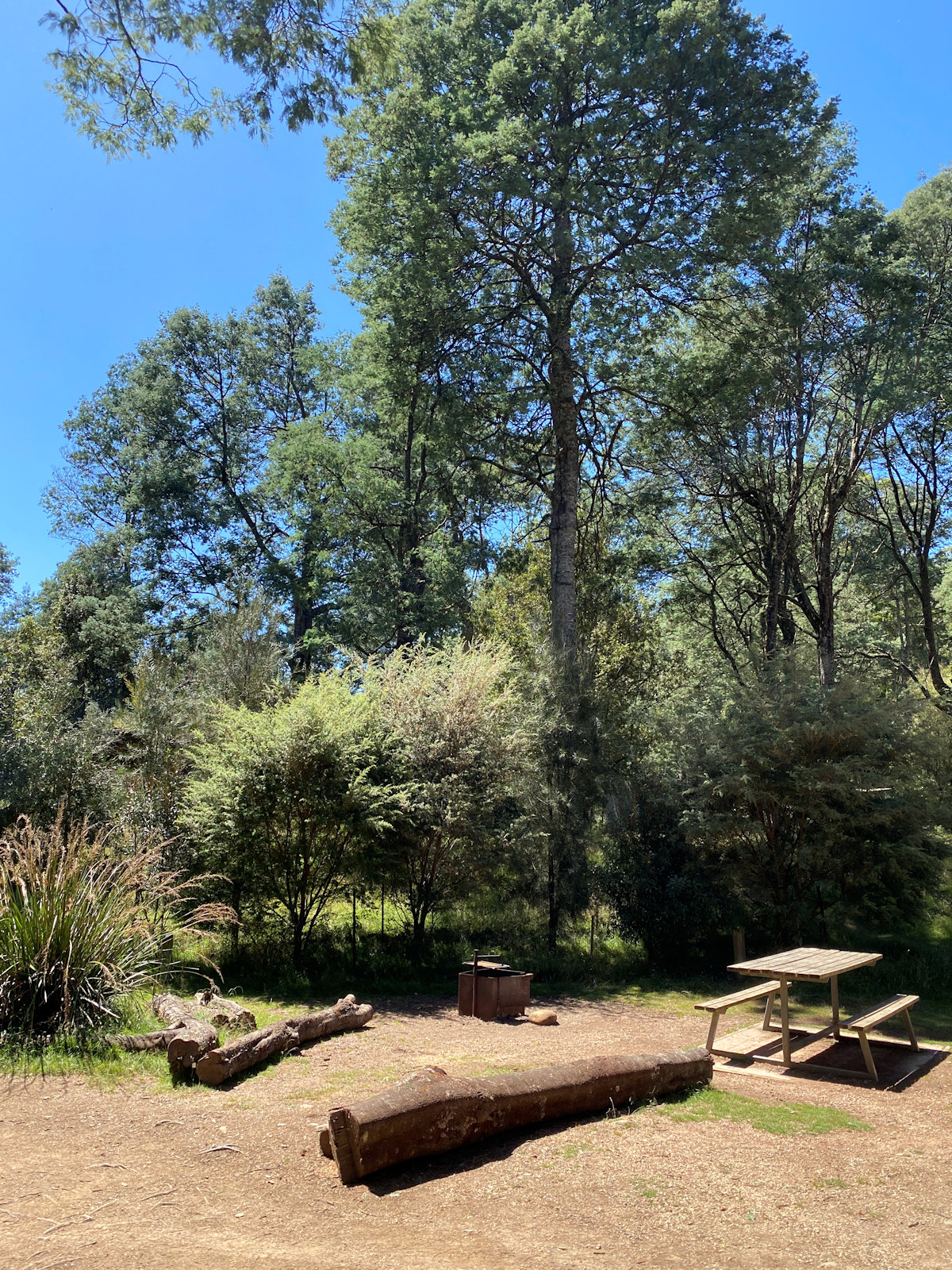 Free camp at Liffey Falls, Tasmania - Camps Australia Wide