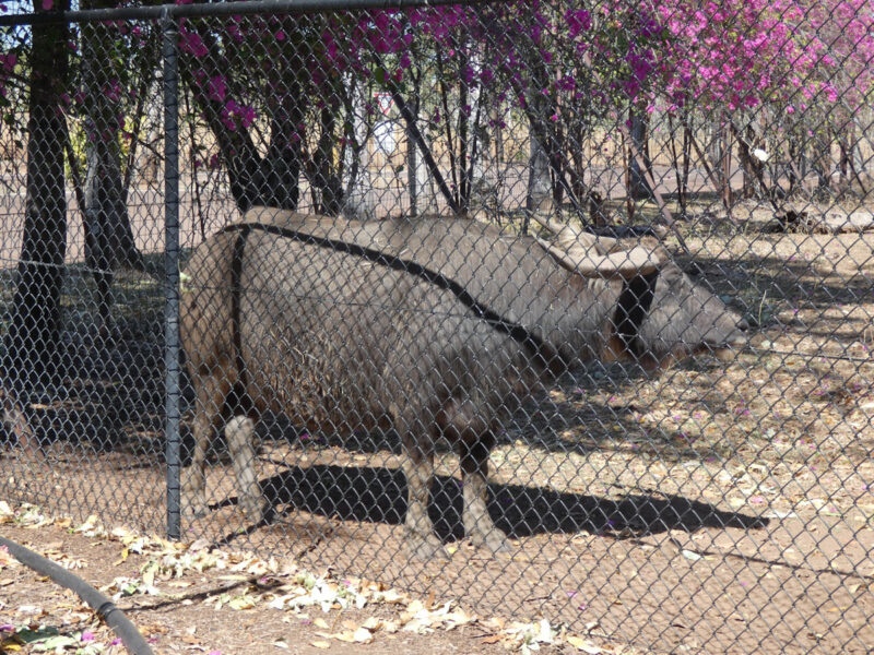 Bark Hut Inn, Northern Territory - Camps Australia Wide