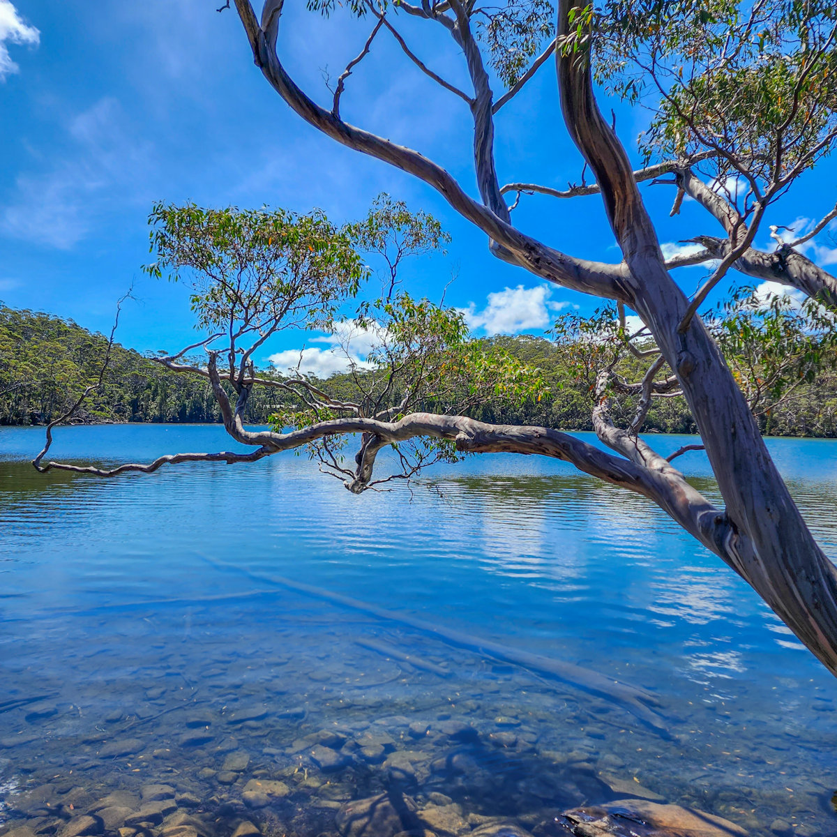Mount Field Campground in Tasmania - Camps Australia Wide