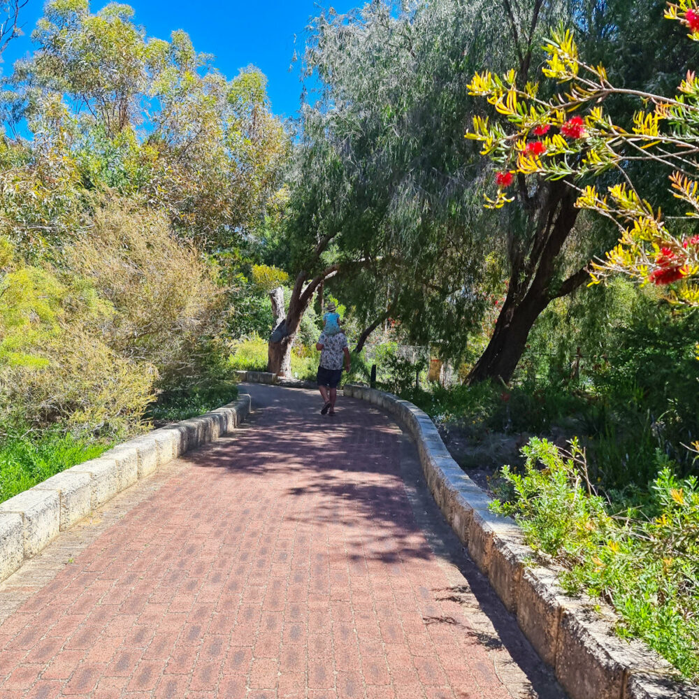 Camp by koalas and caves in Yanchep National Park, WA - Camps Australia ...