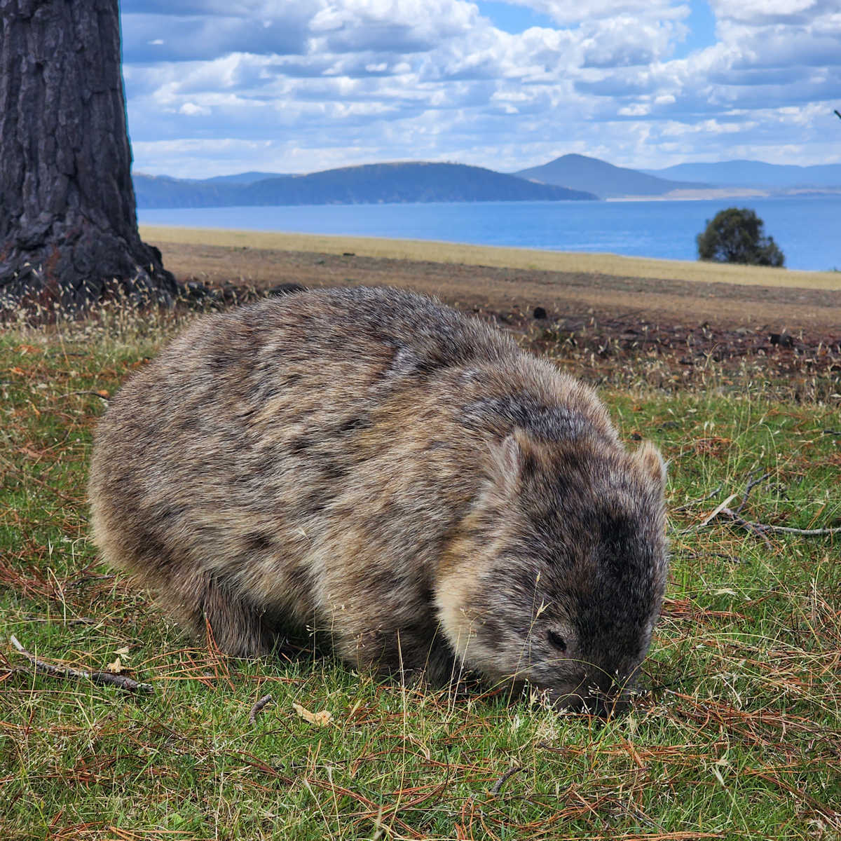 5 Best Places to Spot Wombats in Australia | Camps Australia Wide