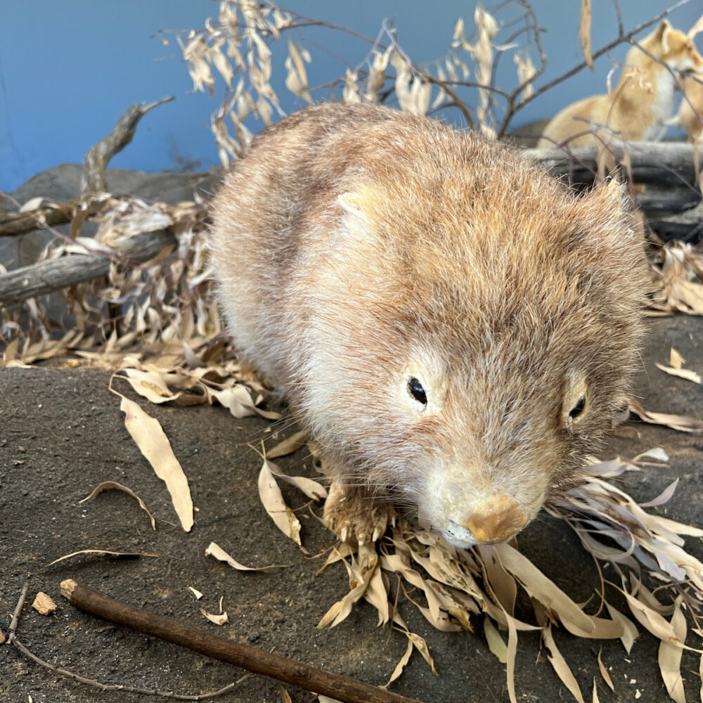 5 Best Places to Spot Wombats in Australia | Camps Australia Wide