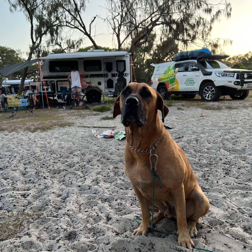 Which Australian National Parks can I camp with my dog? - Camps ...