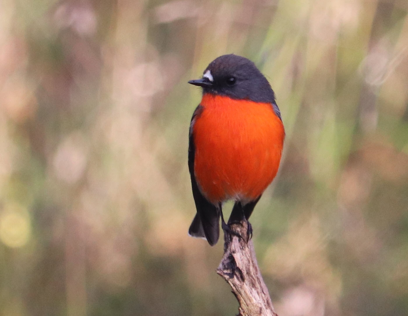 Travellers, flock together for the great Aussie Bird Count 2024 - Camps ...