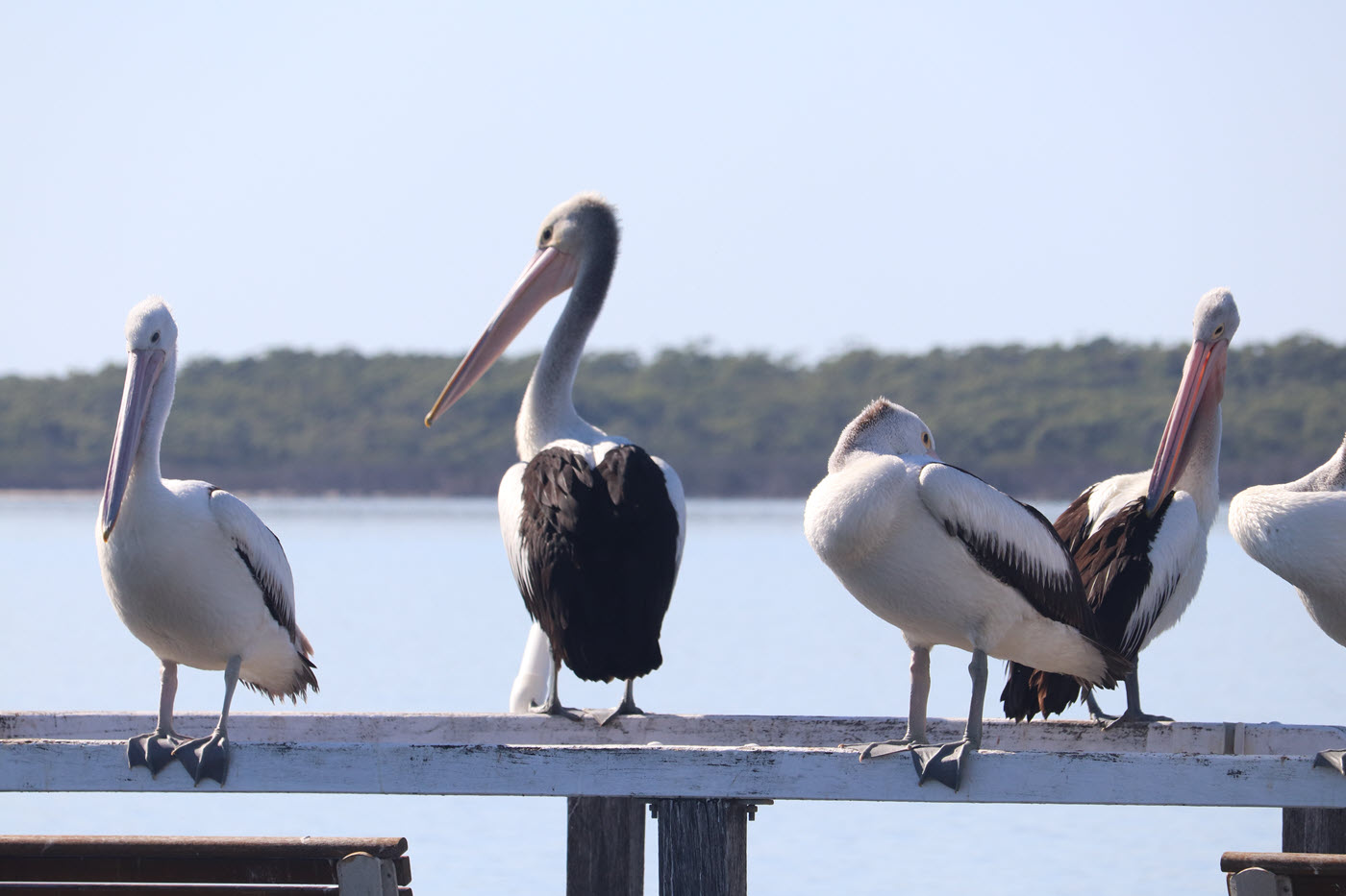 Travellers, flock together for the great Aussie Bird Count 2024 - Camps ...