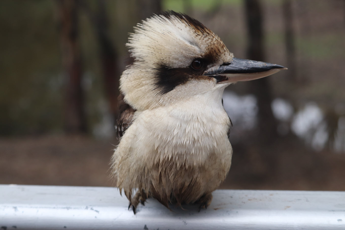Travellers, flock together for the great Aussie Bird Count 2024 - Camps ...