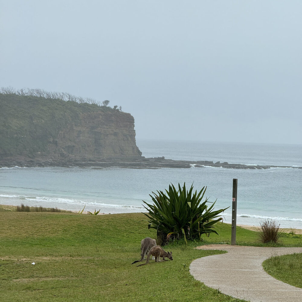 BEST spots for camping with kangaroos - Camps Australia Wide