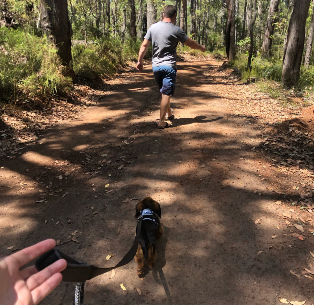 Which Australian National Parks can I camp with my dog? - Camps ...