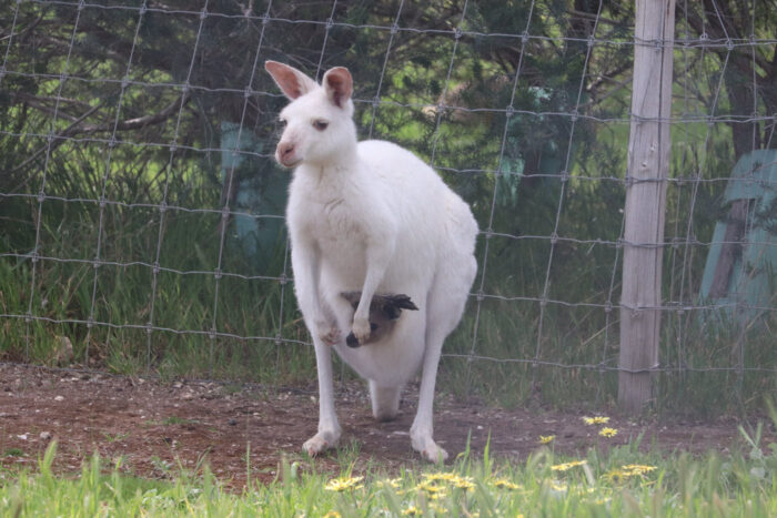 BEST spots for camping with kangaroos - Camps Australia Wide