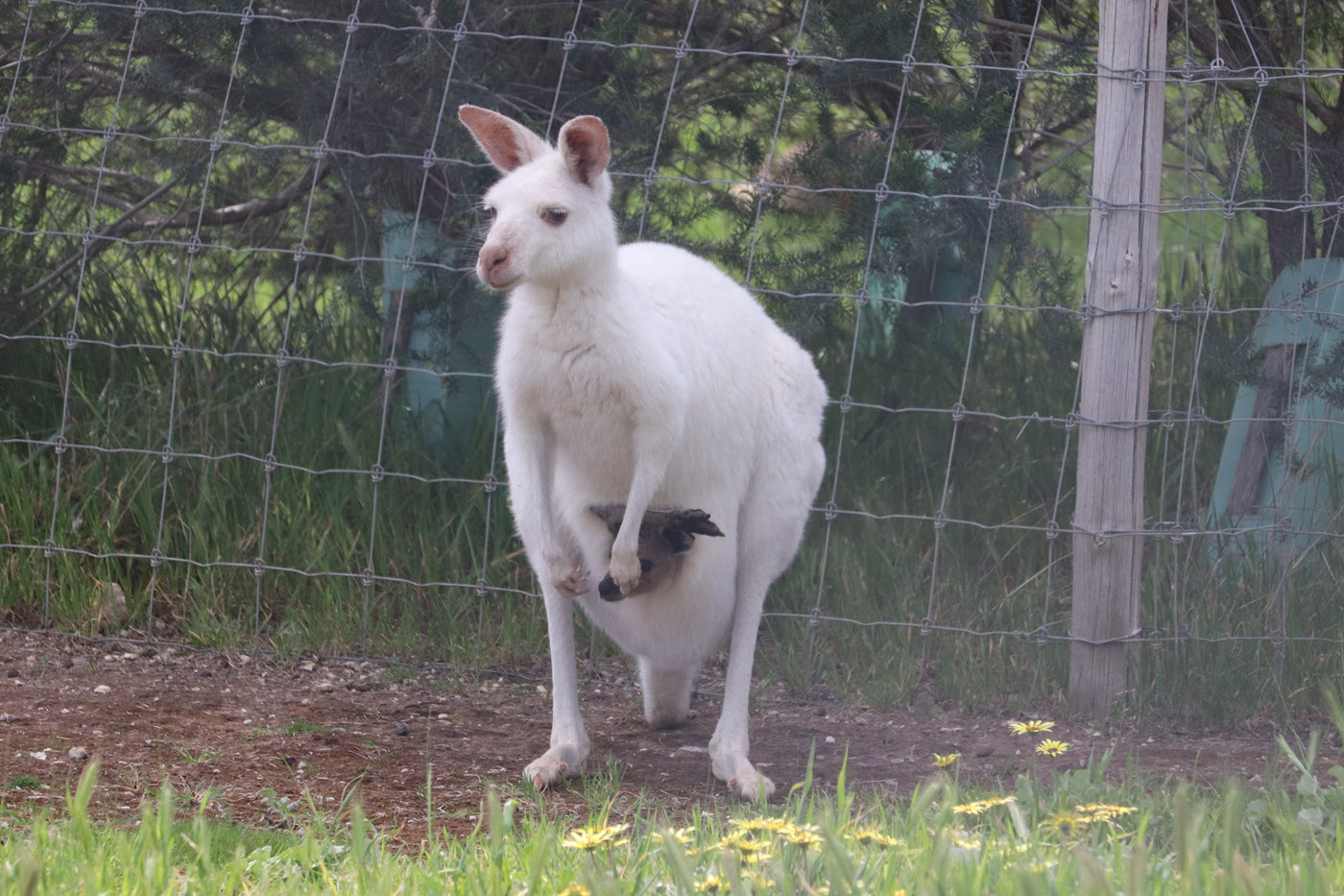 BEST spots for camping with kangaroos - Camps Australia Wide