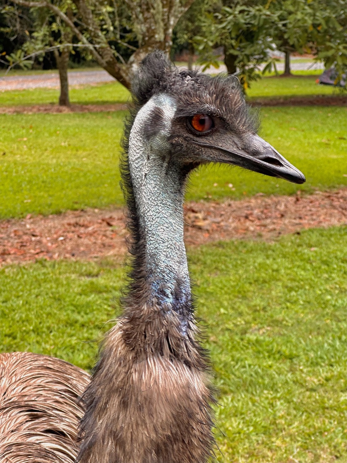Emu camping at Hidden Valley @ Gro Mad Plantations, Sunshine Coast, Queensland - Camps Australia ...