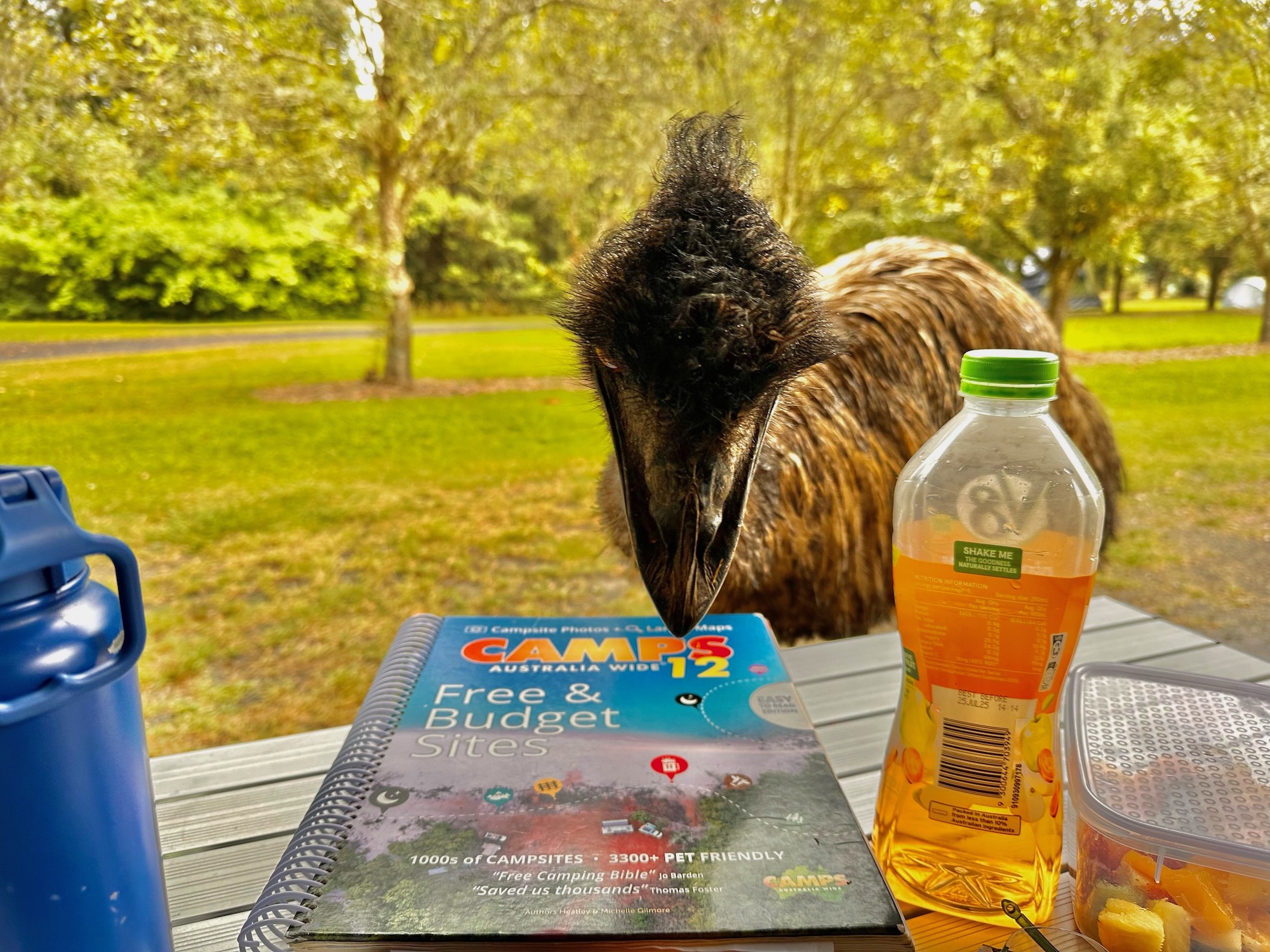 Emu camping at Hidden Valley @ Gro Mad Plantations, Sunshine Coast ...