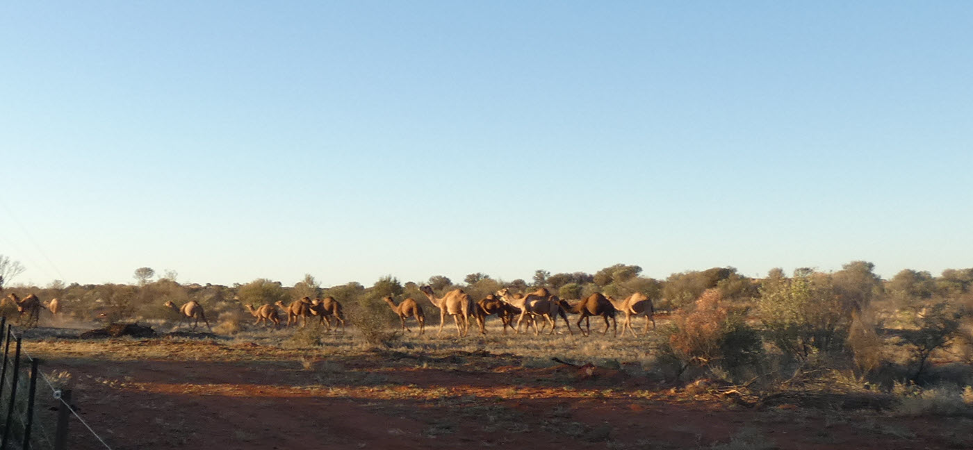 Traveller's tips and story of a camel stampede - Camps Australia Wide