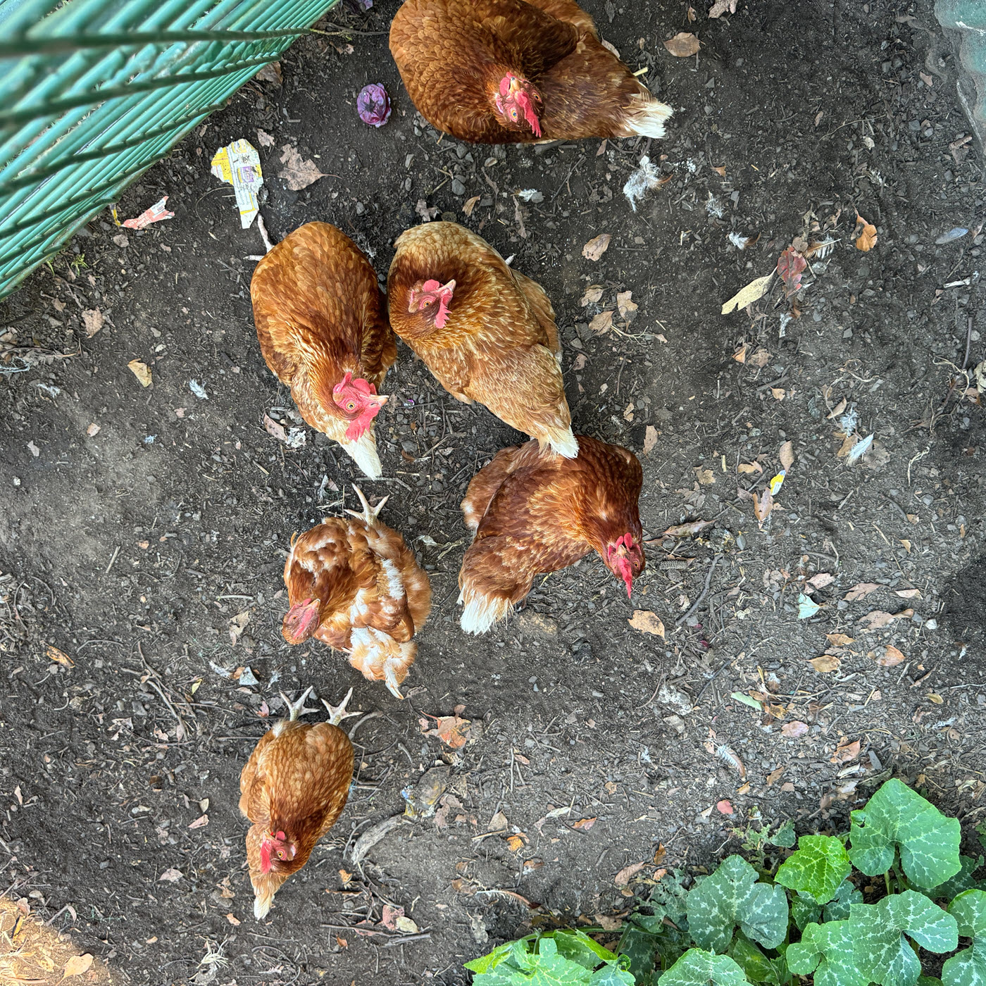 Family friendly camp: Berry Showground, New South Wales - Camps ...