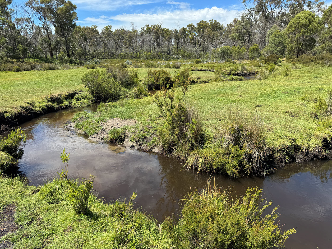 Work begins to grow replacement for iconic Sugar Pine Walk, New South ...