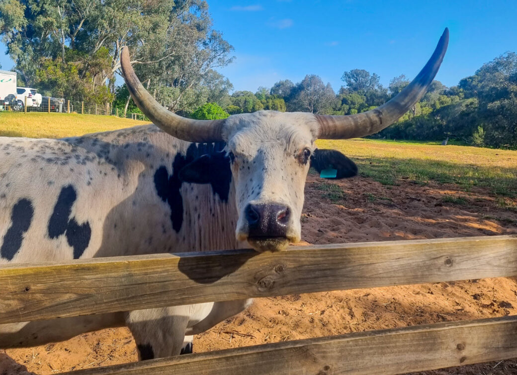 TRAVELLER REVIEW: Willowbrook Farm Caravan Park, Western Australia ...