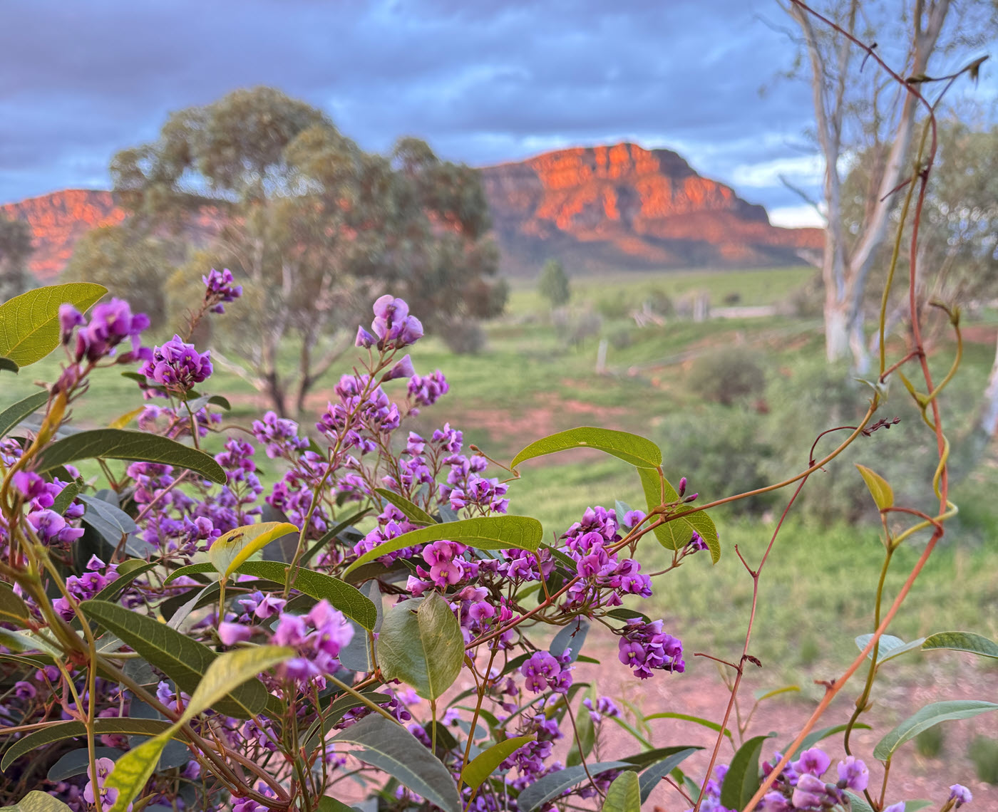 Why the Flinders Ranges Is on the Global Hotlist – Plus Our Top Camping ...
