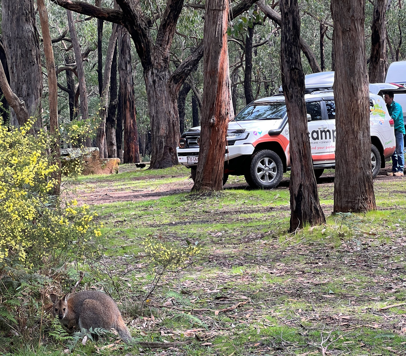 Top Forest Free Camp: Sawpit Campground, Victoria - Camps Australia Wide